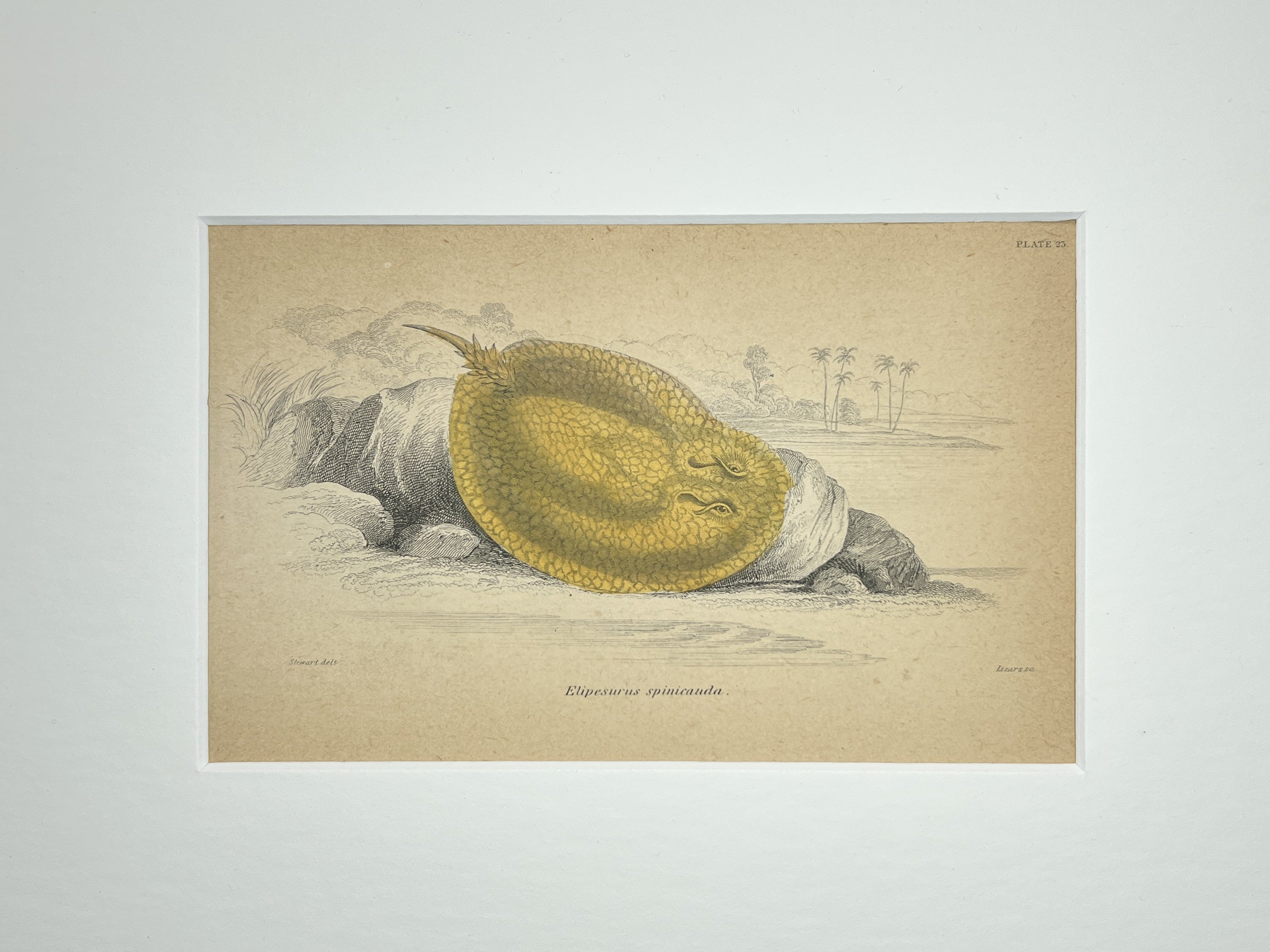 Discus Ray – The Naturalist's Library
